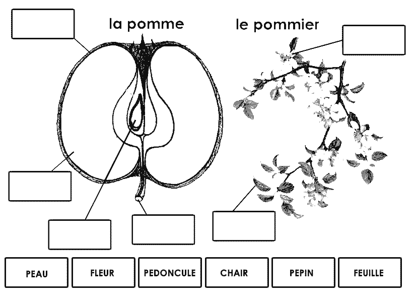 la pomme - madrassatoun en primaire