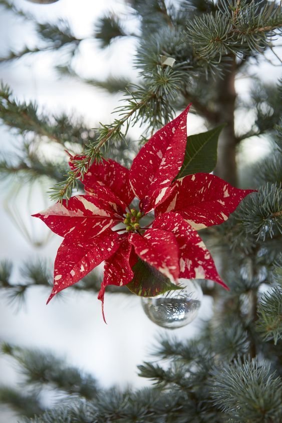 Fleurs Dhiver La Revanche Du Poinsettia Redevenue La Star De Noël