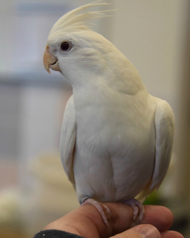Calopsitte blanche - Animal News ara87